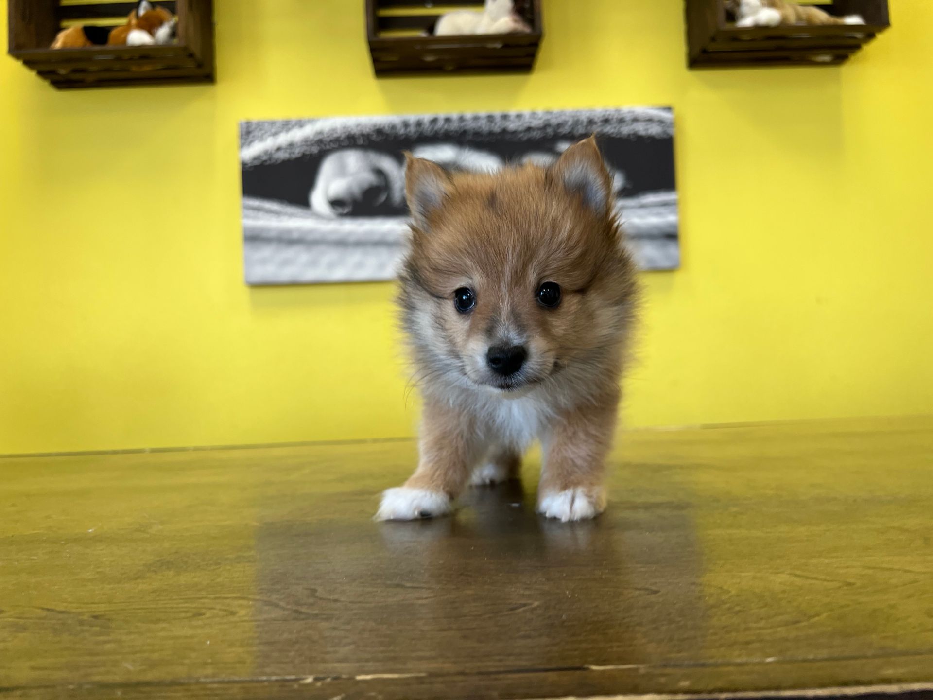 Pomeranian Puppies For Sale New York