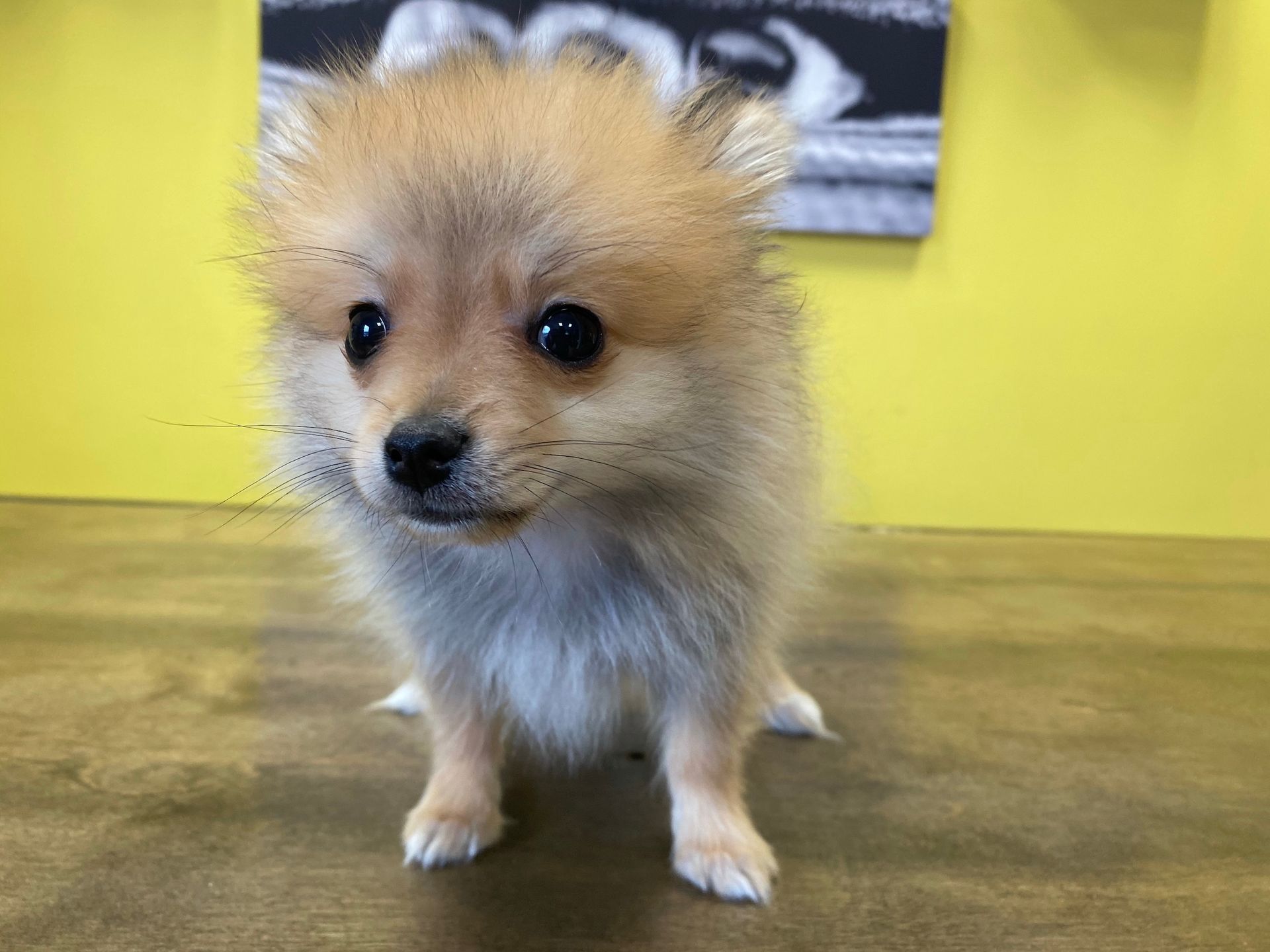 Pomeranian Puppies For Sale New York