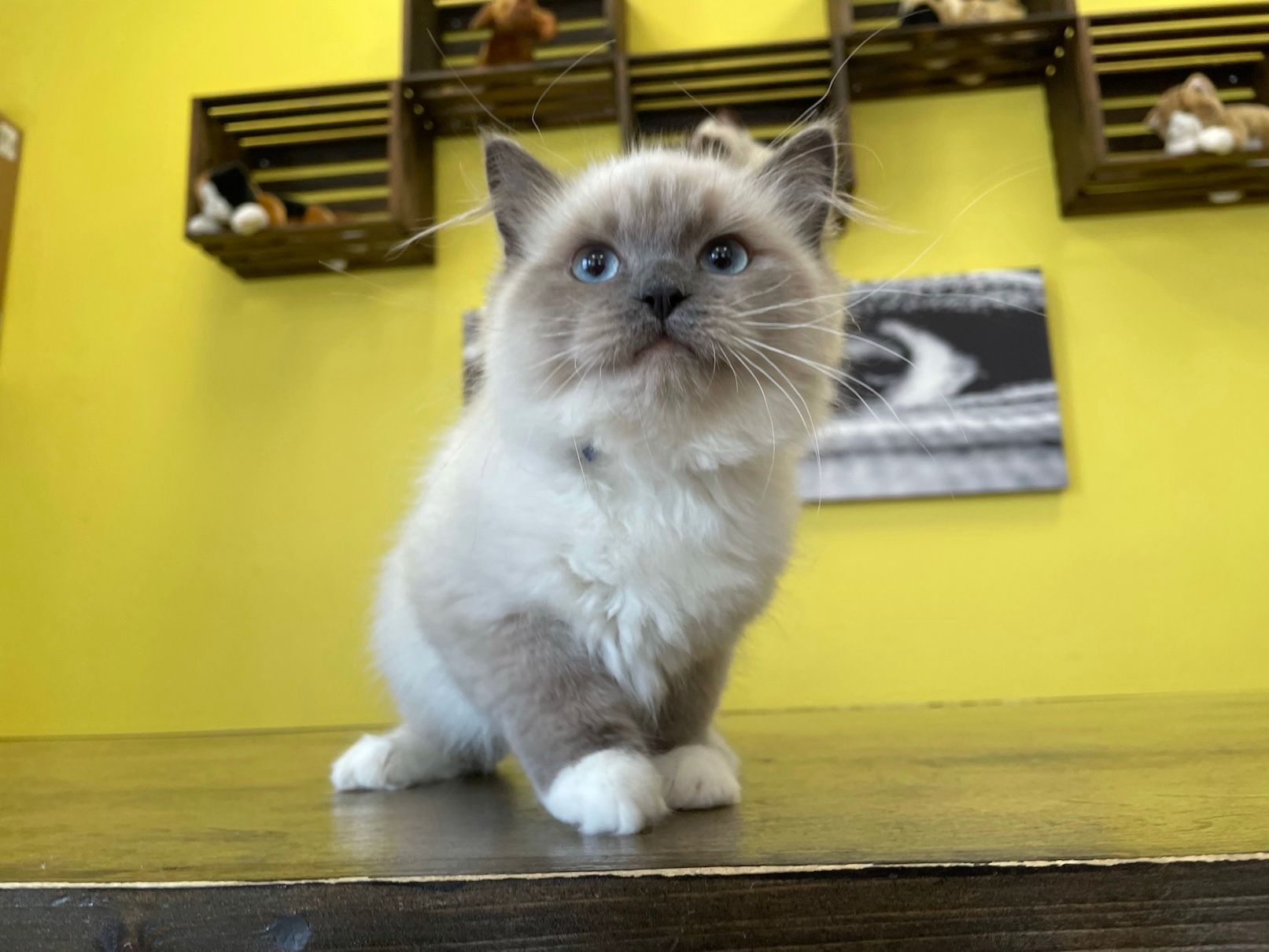 Ragamuffin Kittens For Sale New York