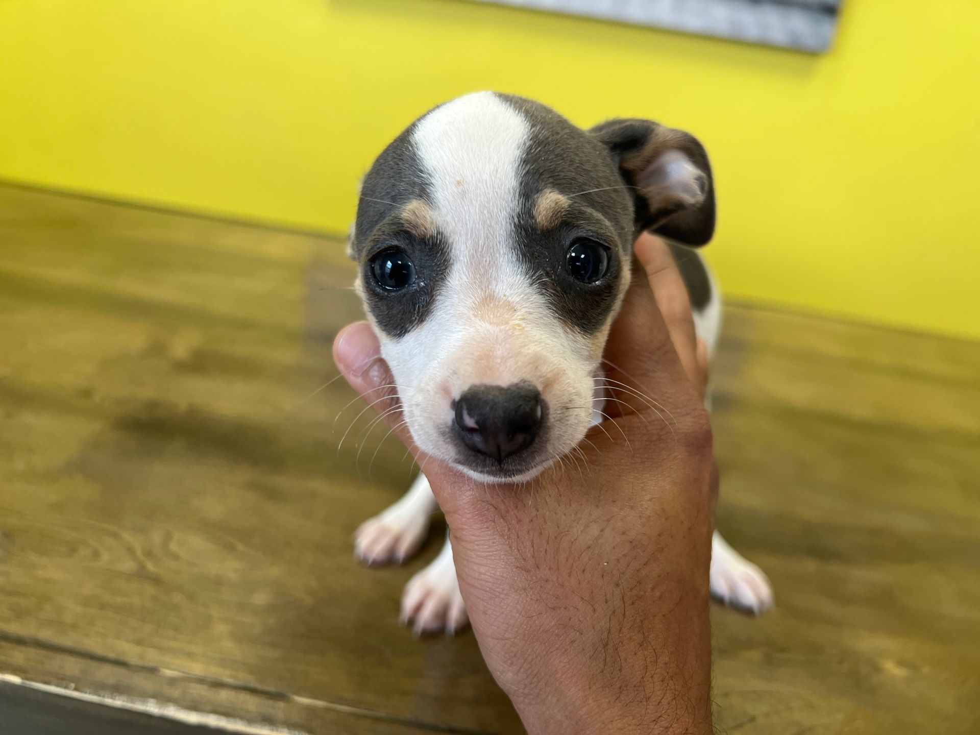 Rat Terrier Puppies For Sale New York