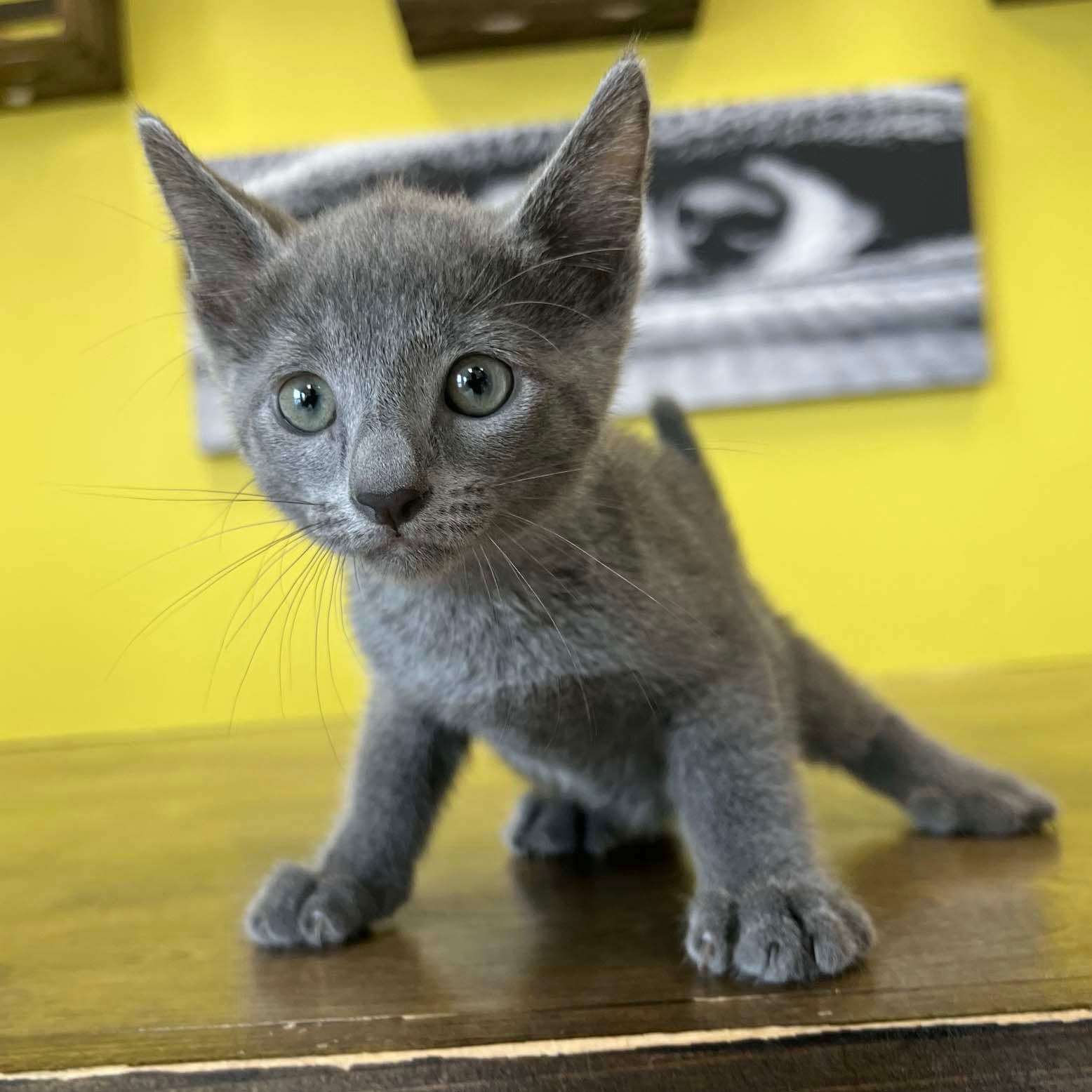 Shorthair Kittens For Sale New York