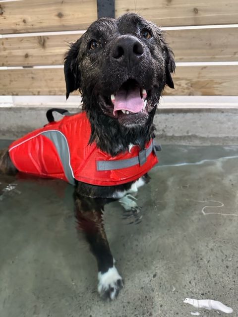 Dog Swimming Calgary | Pawsitively Pooched