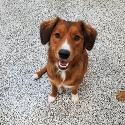 Dog Grooming Calgary | Pawsitively Pooched