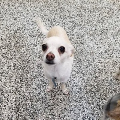 Dog Grooming Calgary | Pawsitively Pooched