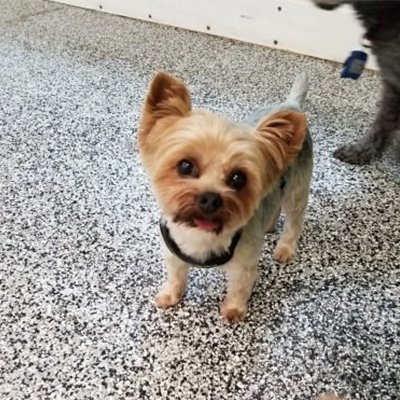 Dog Grooming Calgary | Pawsitively Pooched