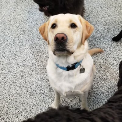 Dog Grooming Calgary | Pawsitively Pooched