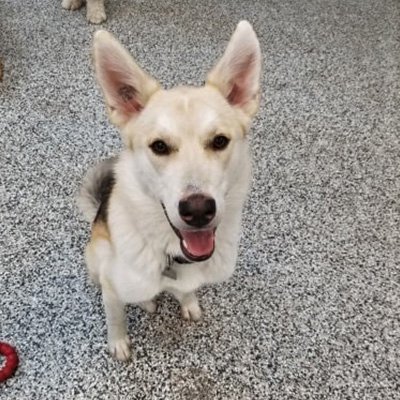 Dog Grooming Calgary | Pawsitively Pooched