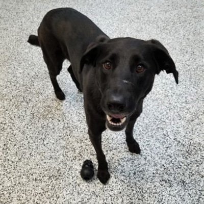 Dog Grooming Calgary | Pawsitively Pooched