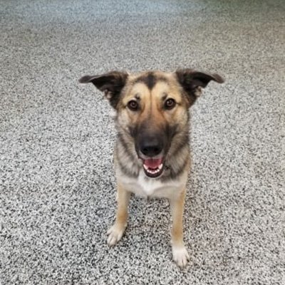 Dog Grooming Calgary | Pawsitively Pooched