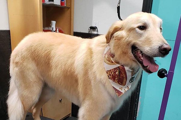 Dog Grooming Calgary | Pawsitively Pooched