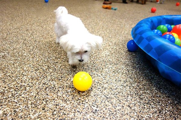 Best Dog Daycare In NW Calgary | Pawsitively Pooched