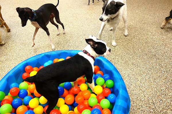 Best Dog Daycare In NW Calgary | Pawsitively Pooched