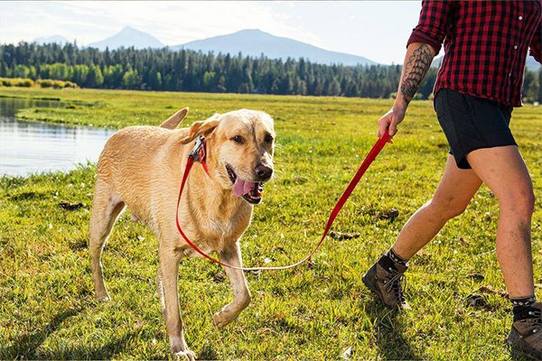 Calgary's Best Dog Daycare | Pawsitively Pooched