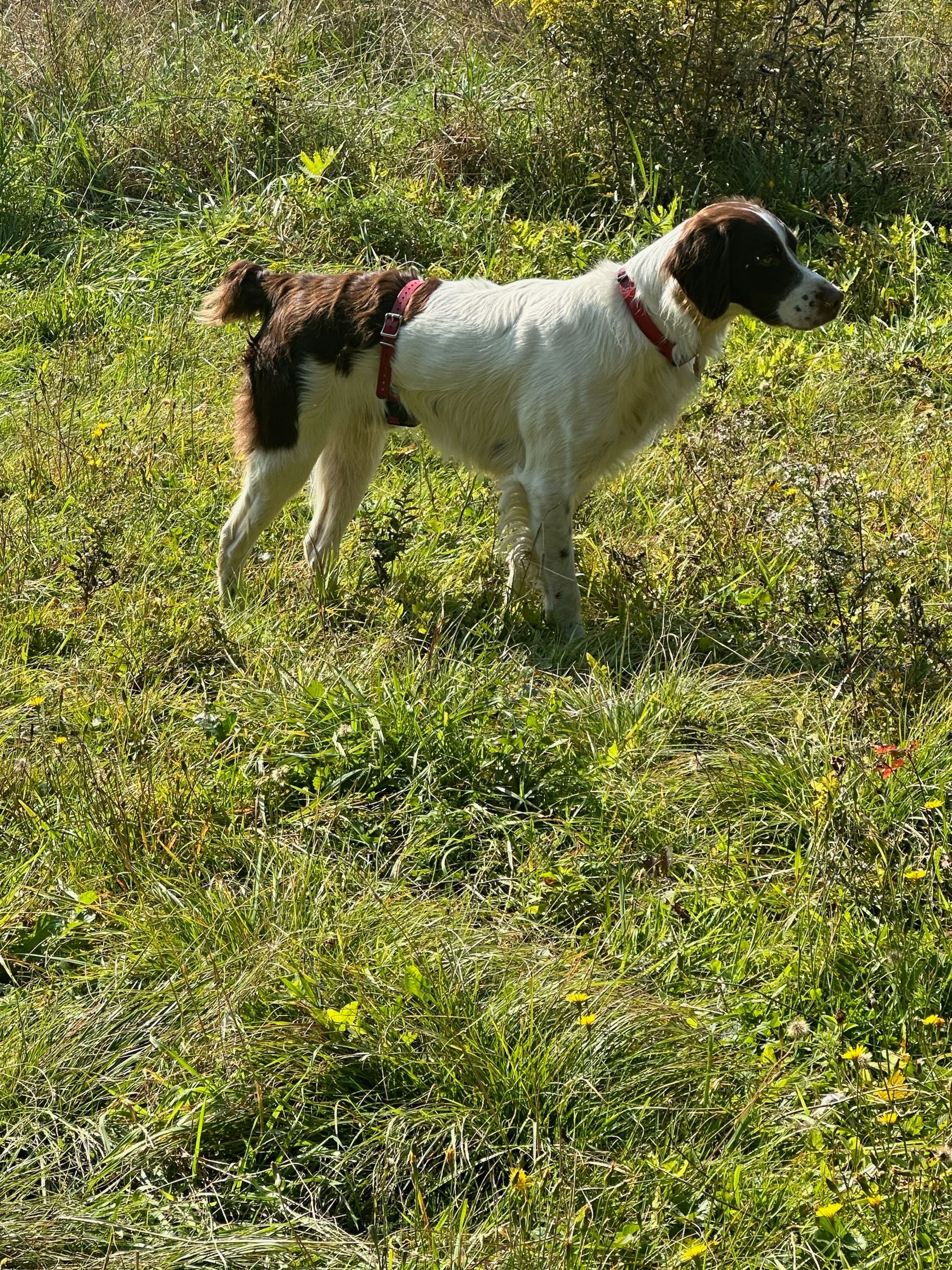 Clear Cut Kennels LLC | Maine Pointing Dog Training