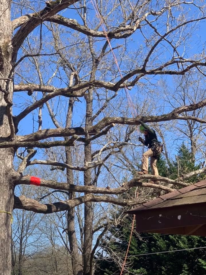 Canton & Cherokee County Expert Tree Services | Cherokee Tree & Landscape
