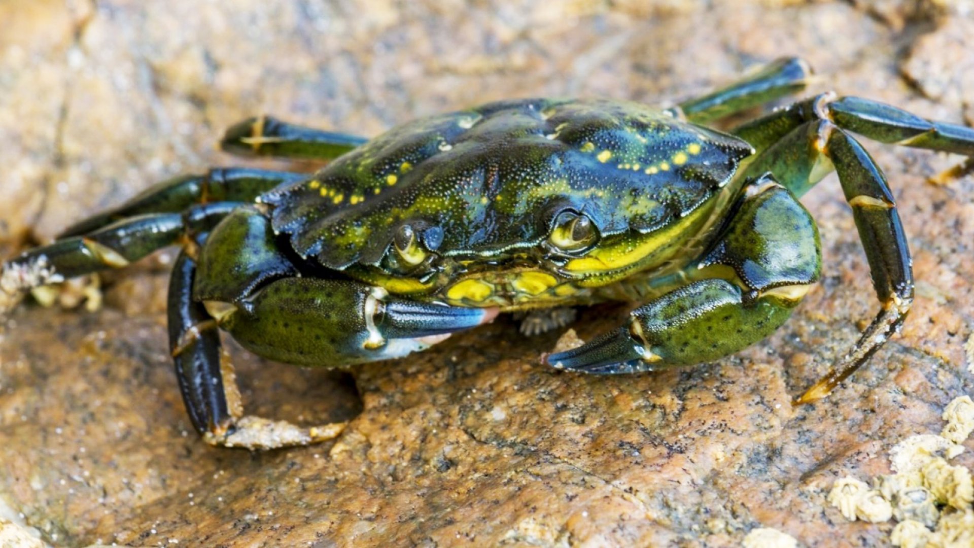 Nantucket Green Crab Week | Maria Mitchell Association