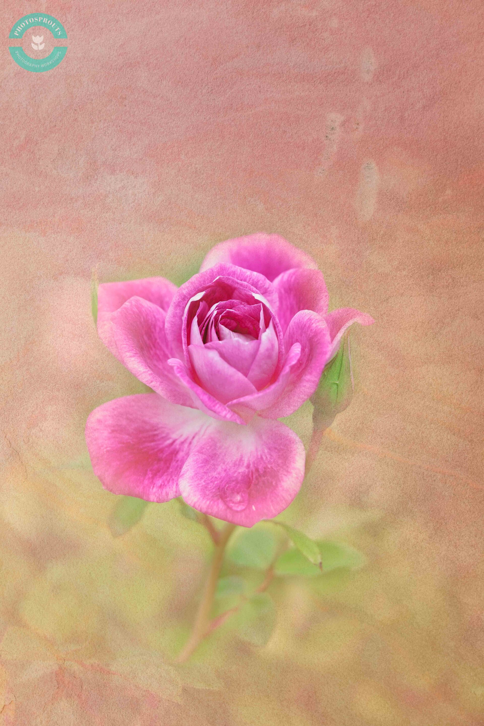 San Francisco Photography Workshops | Equipment Provided | Photosprouts