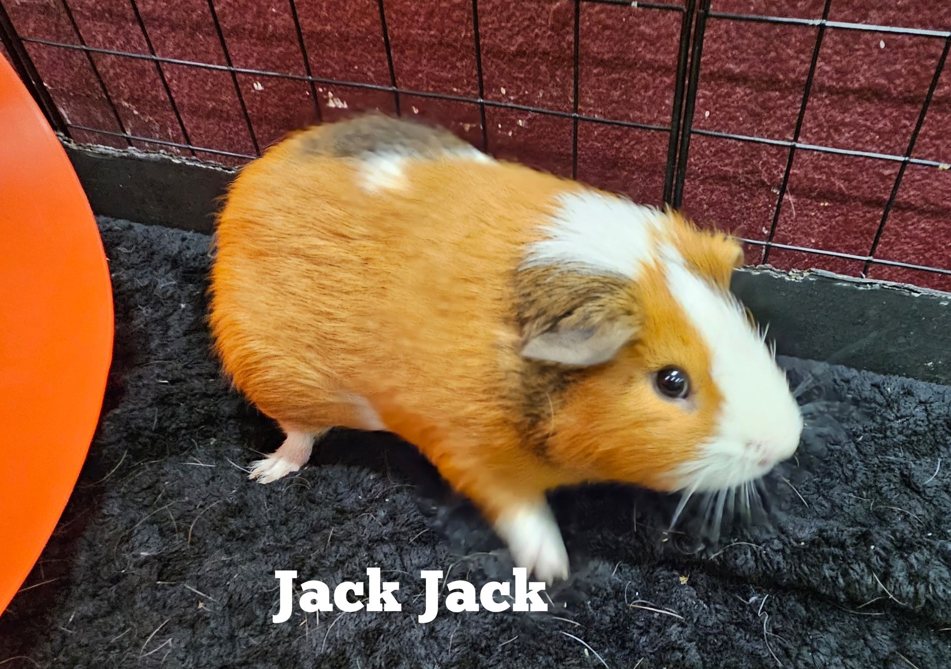 Critter Adoption | Critters & Company Pet Cent & Rescue | Whidbey Island WA