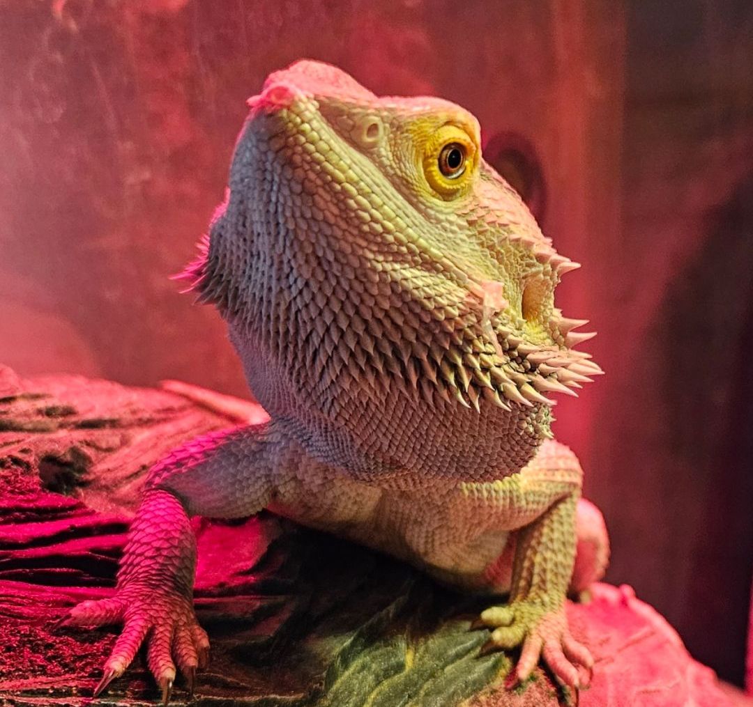 Critter Adoption | Critters & Company Pet Cent & Rescue | Whidbey Island WA