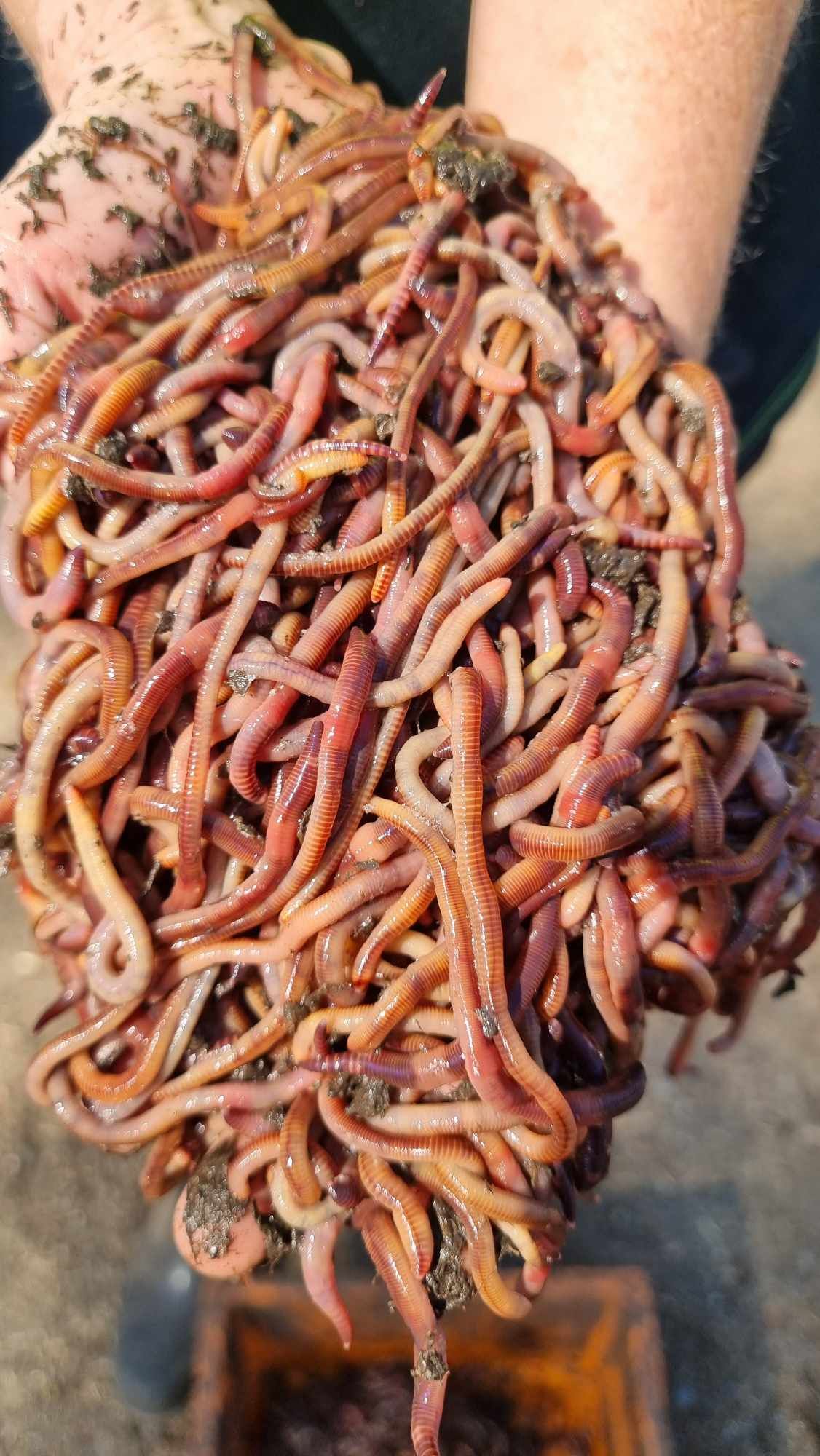 Worm Farming | Australian Worms