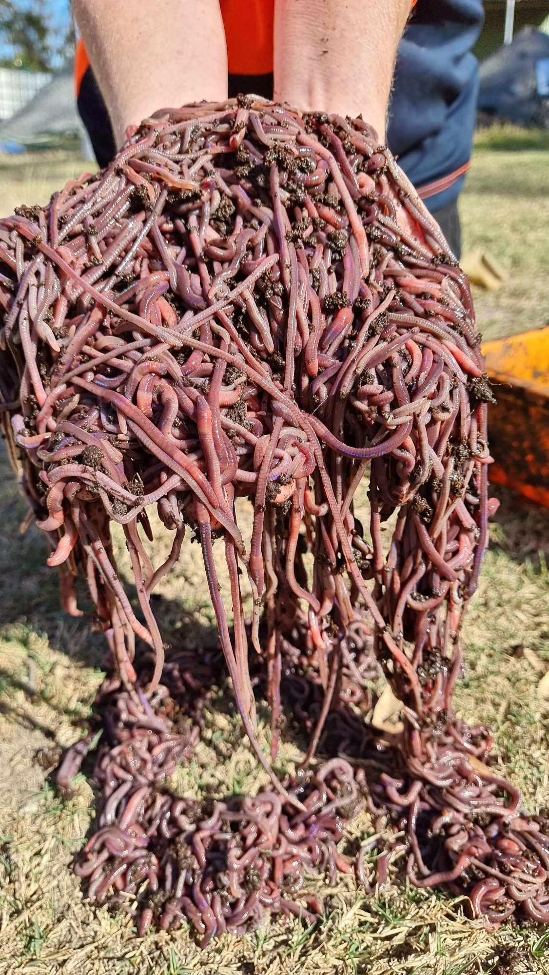 African Nightcrawlers | Ideal Vermicomposting Worms