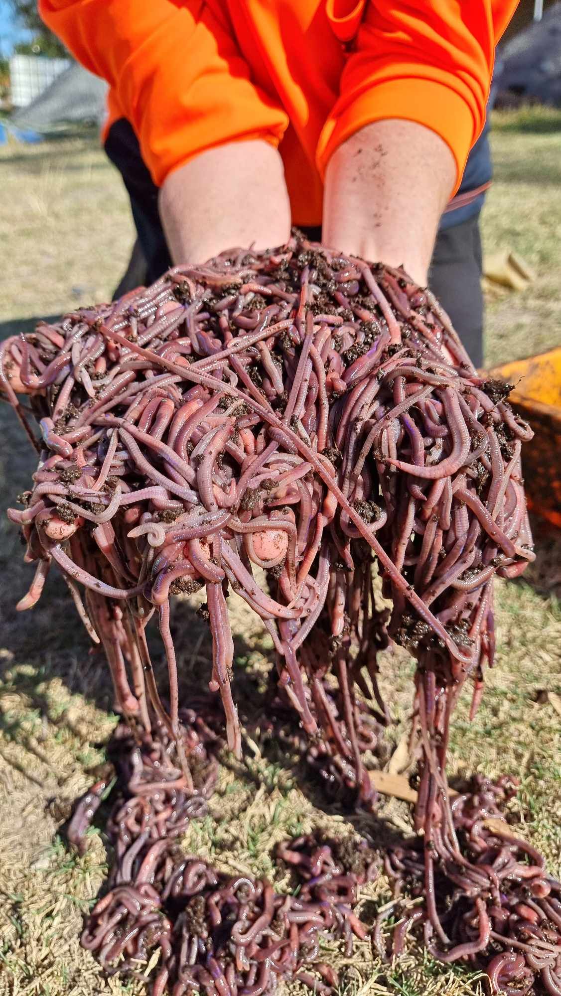 African Nightcrawlers | Ideal Vermicomposting Worms