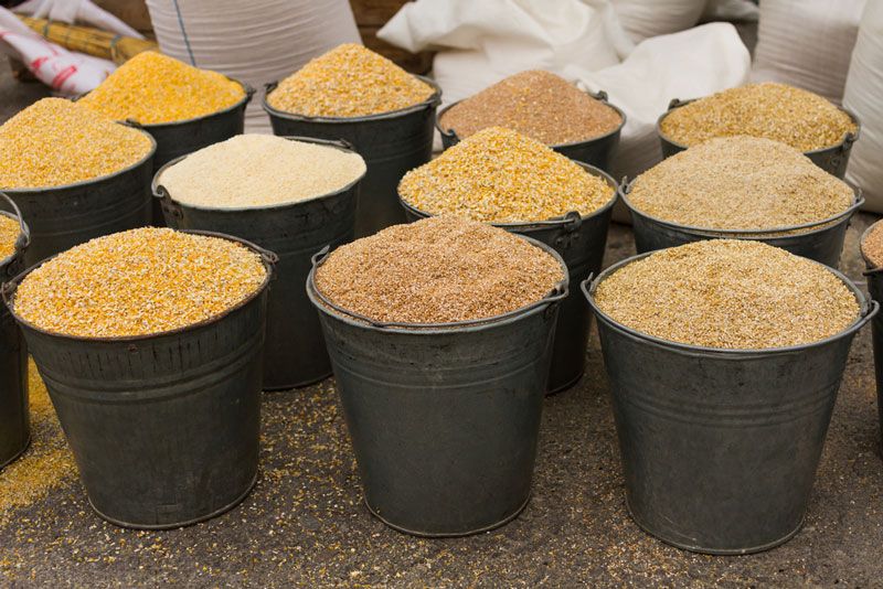 Horse Supplies in Dayboro | Dayboro Produce