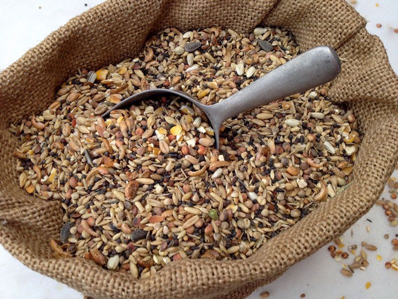Poultry Supplies in Dayboro | Dayboro Produce