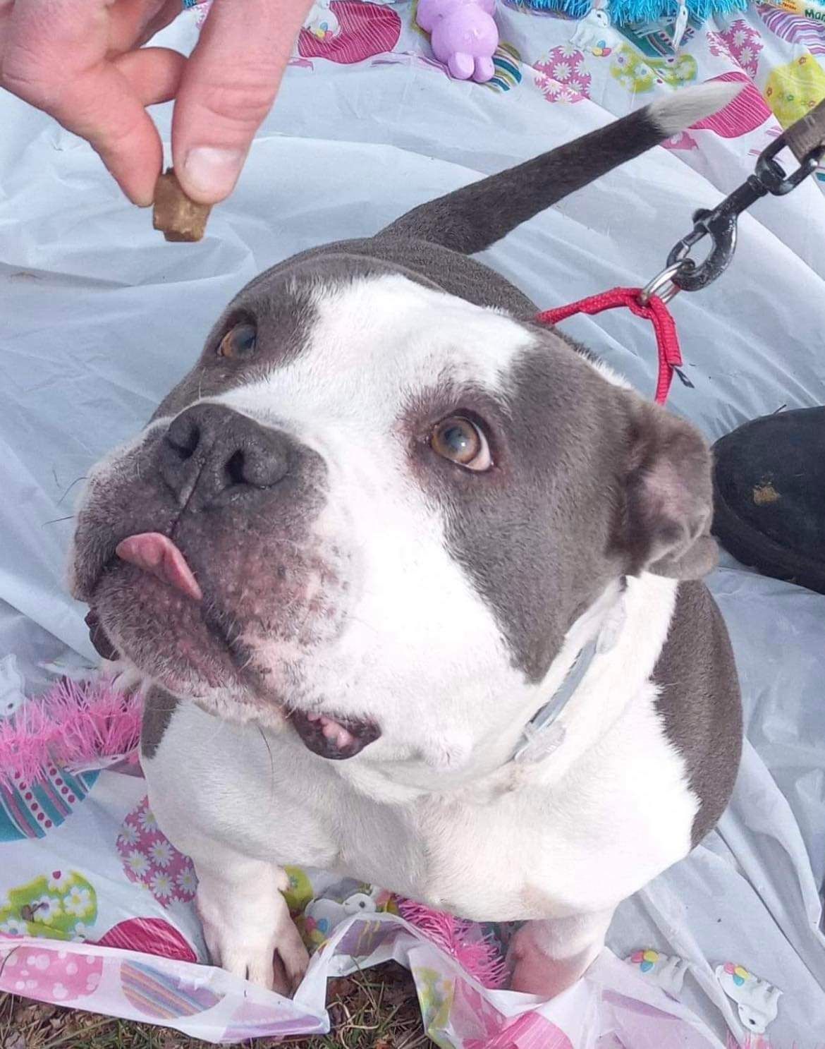 Adoptable Dogs | Pennsylvania