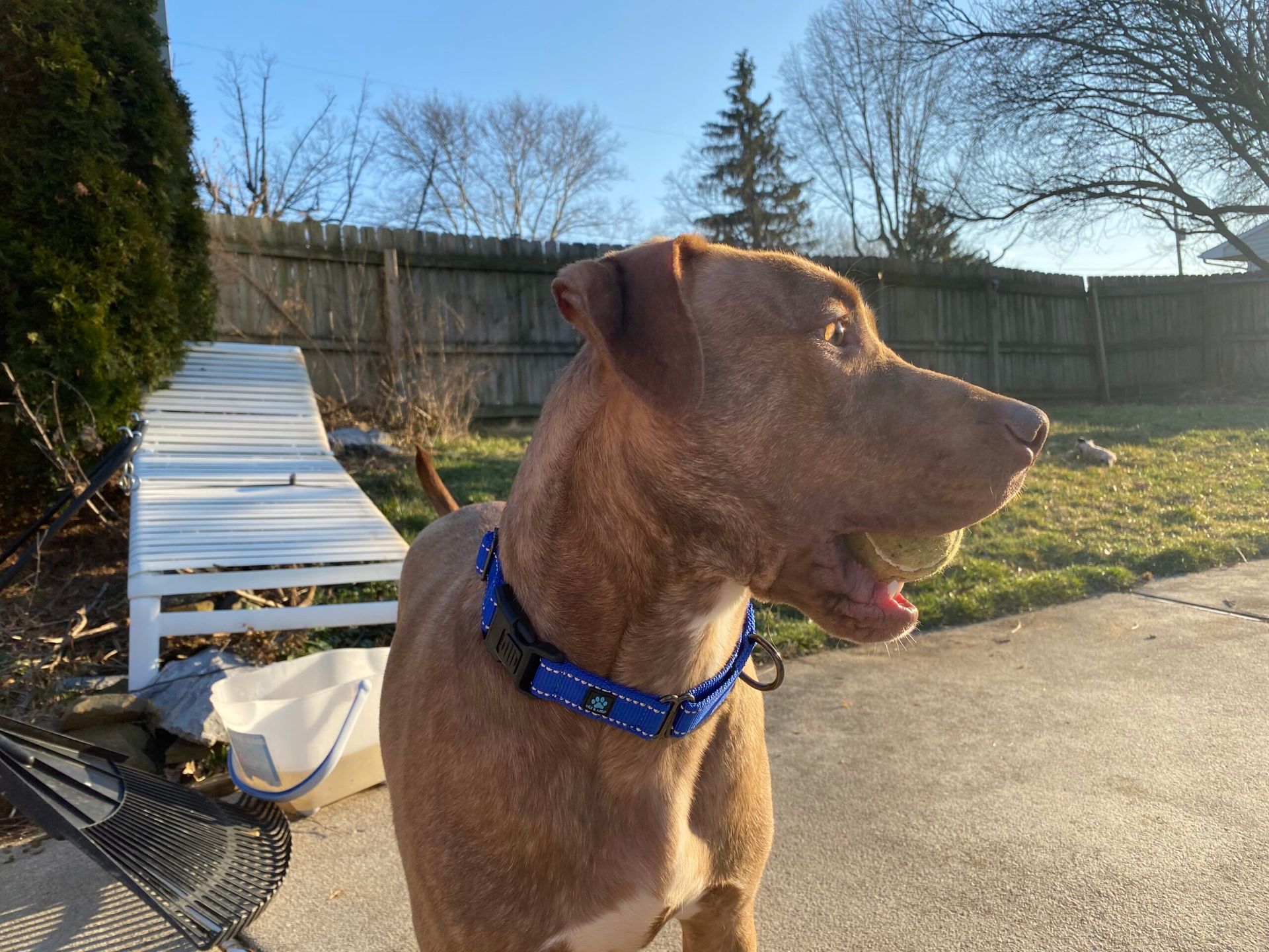 Central PA Animal Alliance