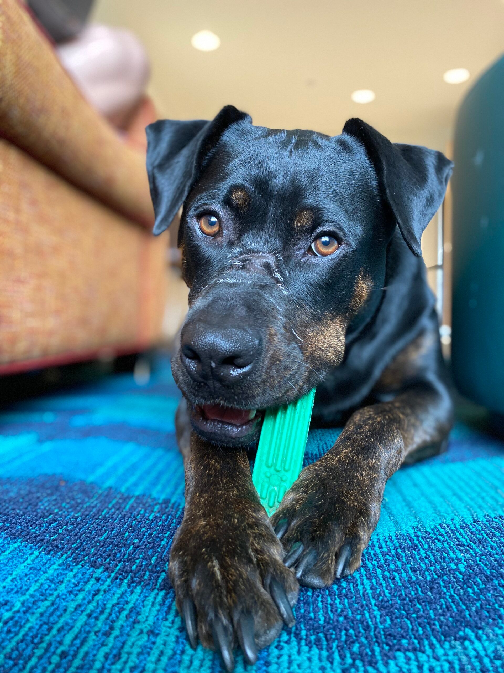 Central PA Animal Alliance