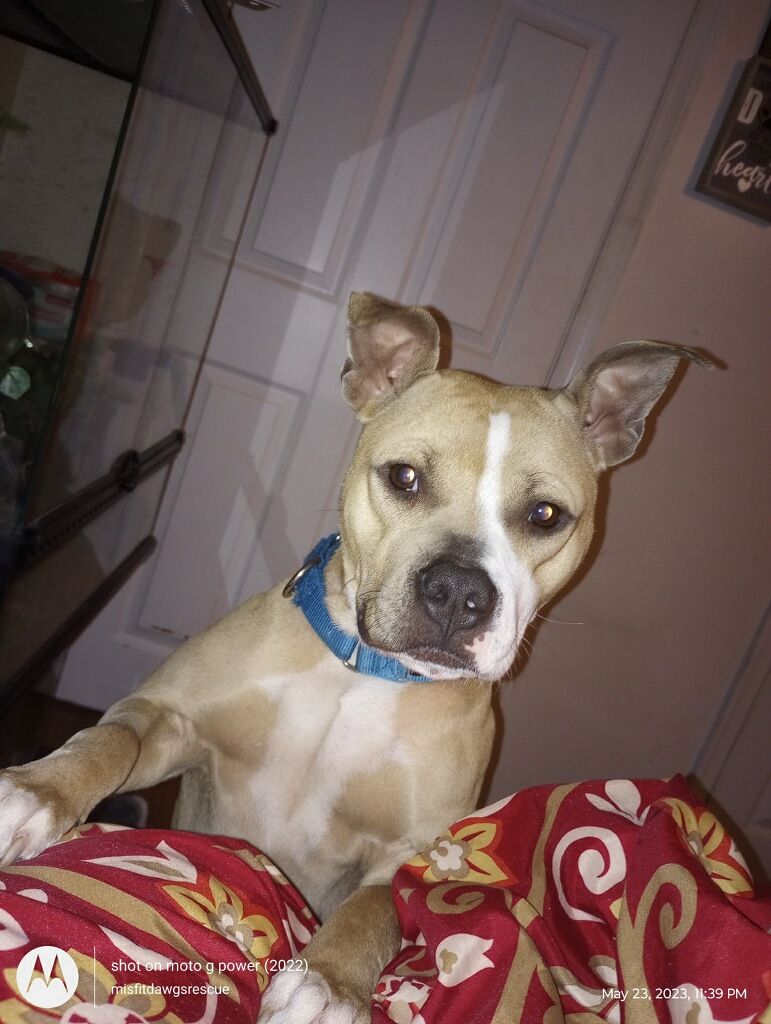 Dog Rescue & Rehabilitation | Central PA Animal Alliance | PA