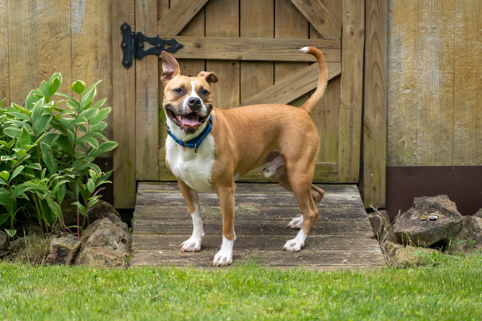 Central PA Animal Alliance