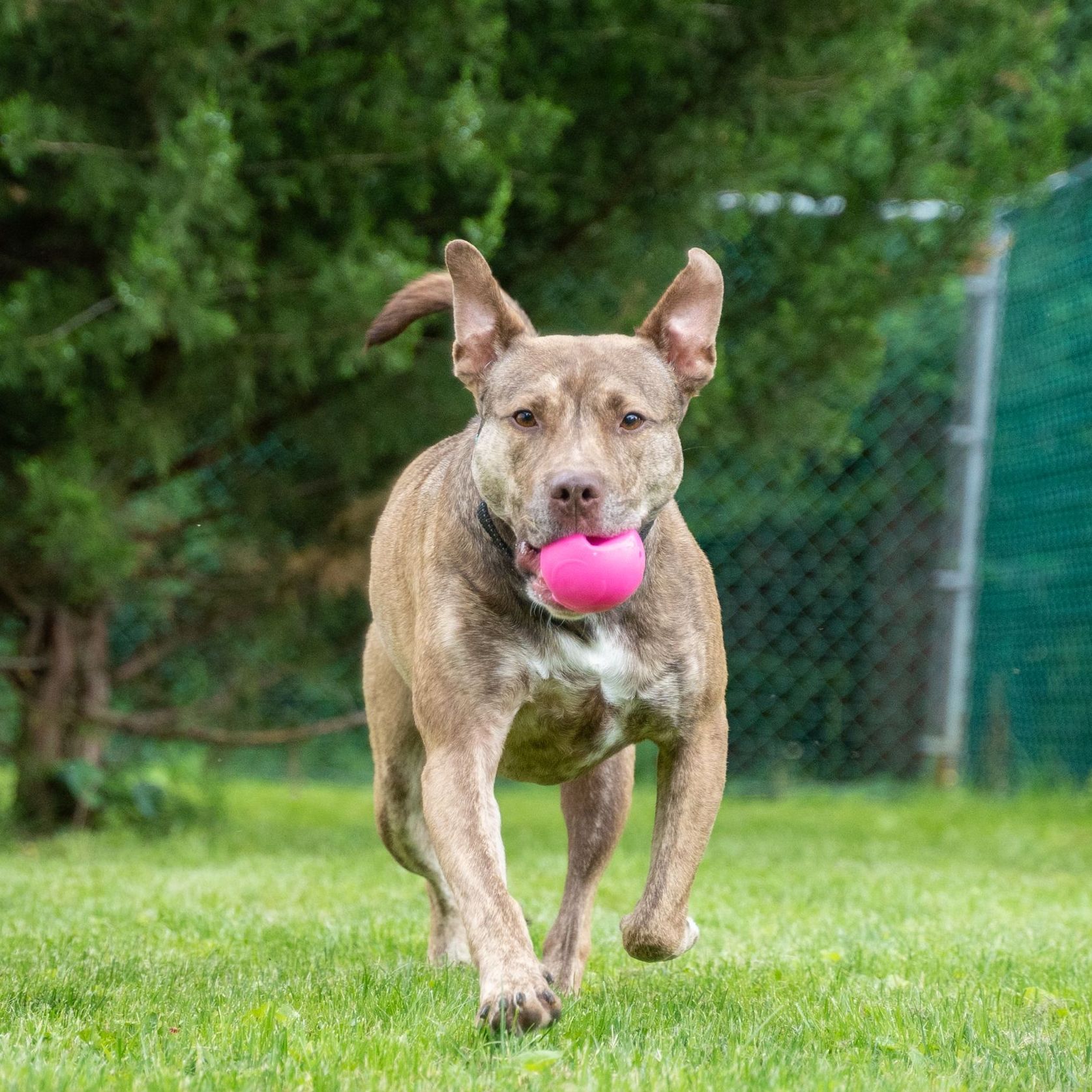 Dog Rescue & Rehabilitation | Central PA Animal Alliance | PA