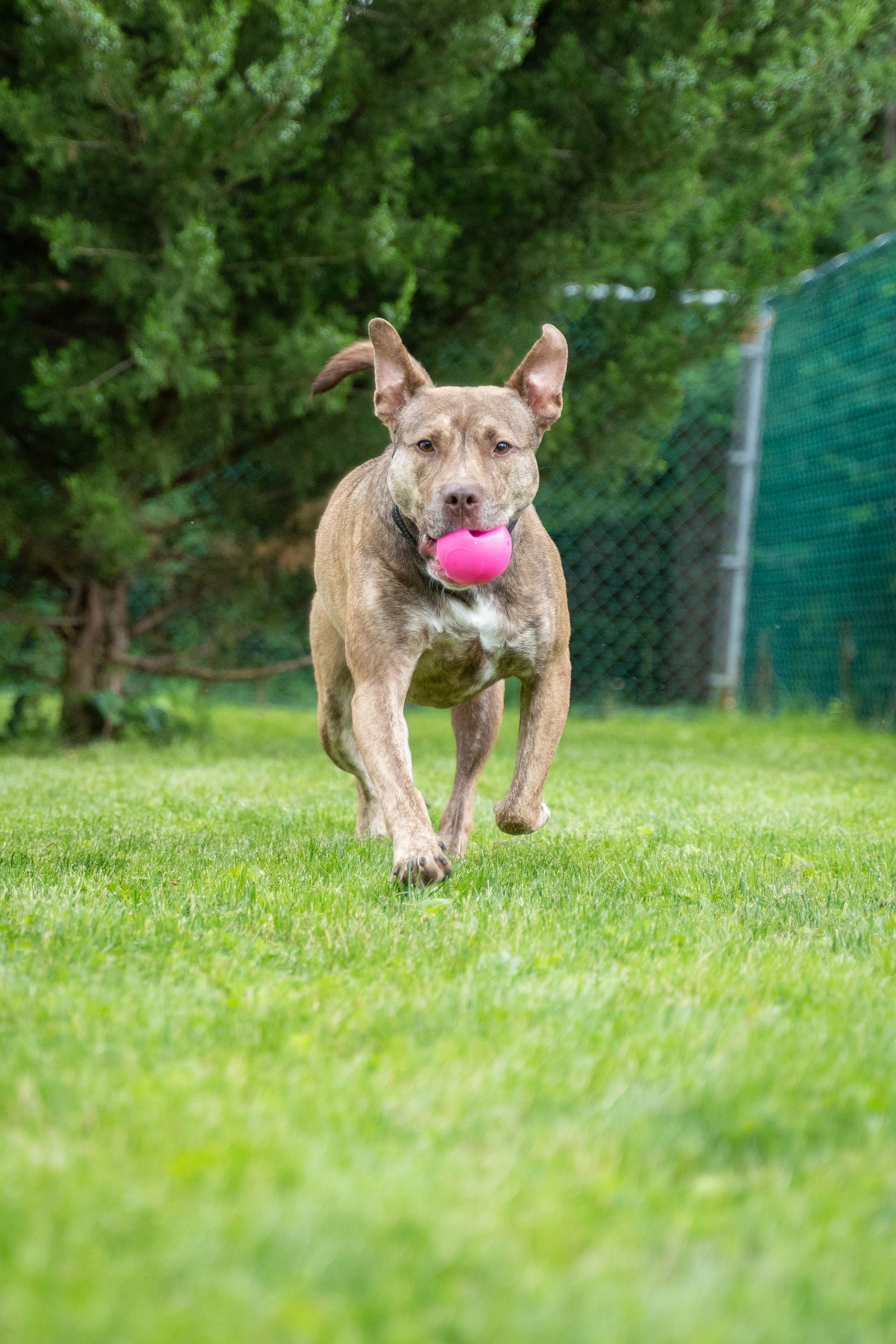 Dog Adoption Services | Pennsylvania