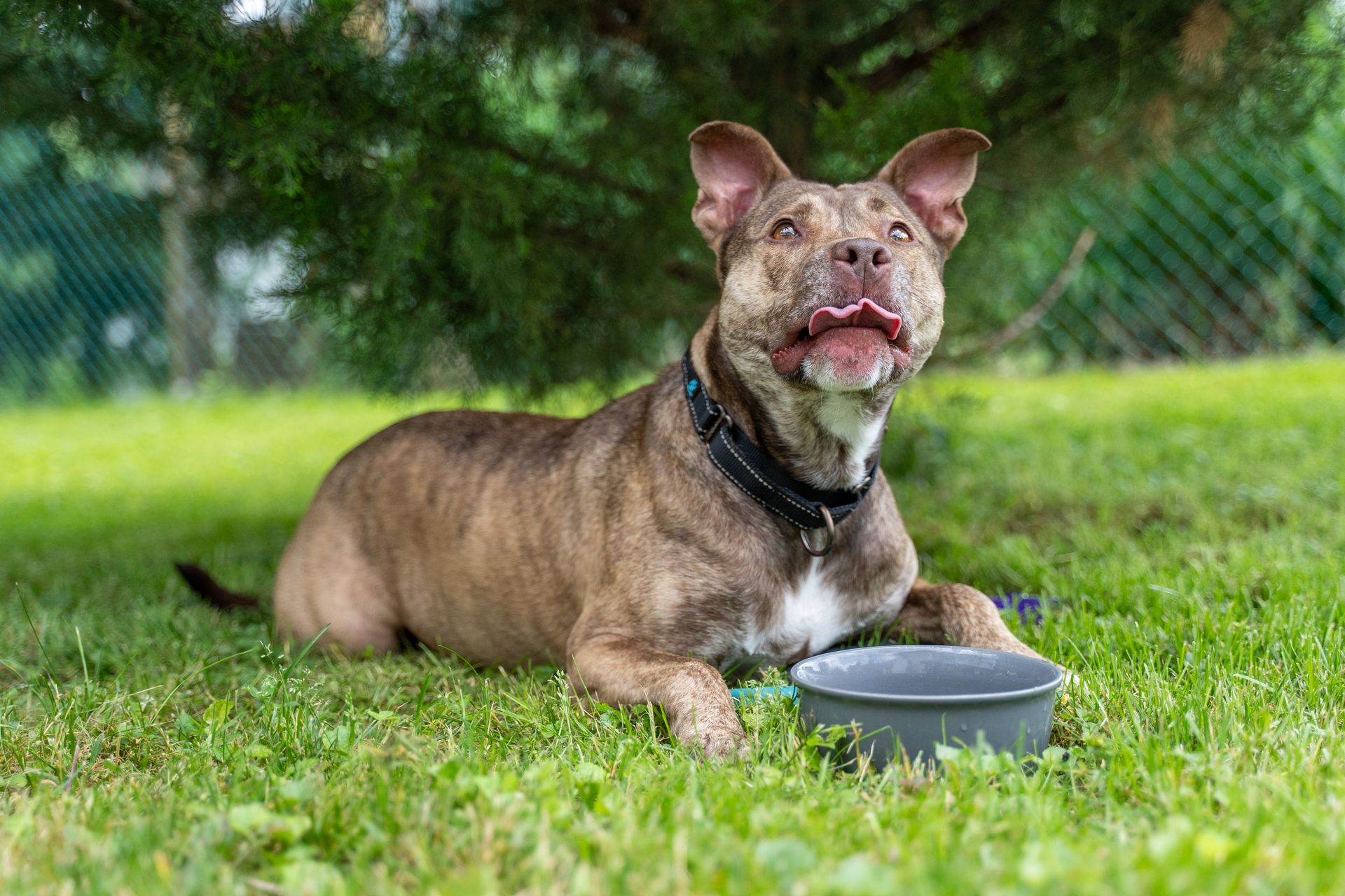 Dog Rescue & Rehabilitation | Central PA Animal Alliance | PA