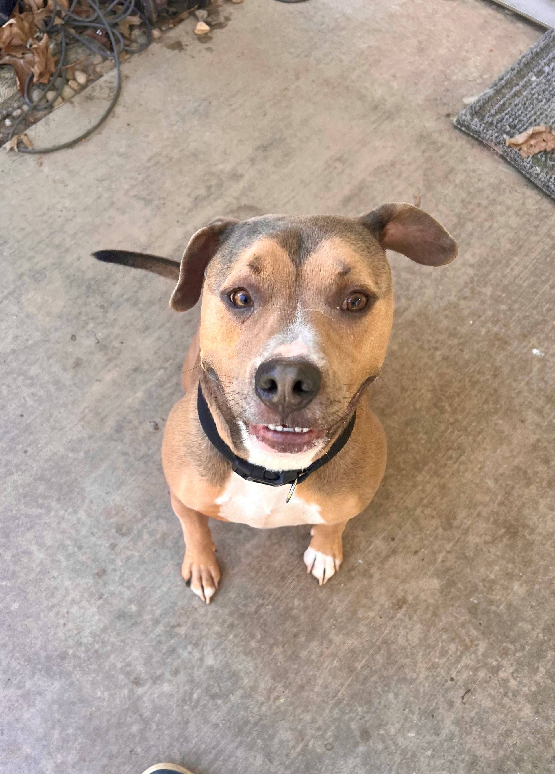 Dog Adoption Services | Pennsylvania