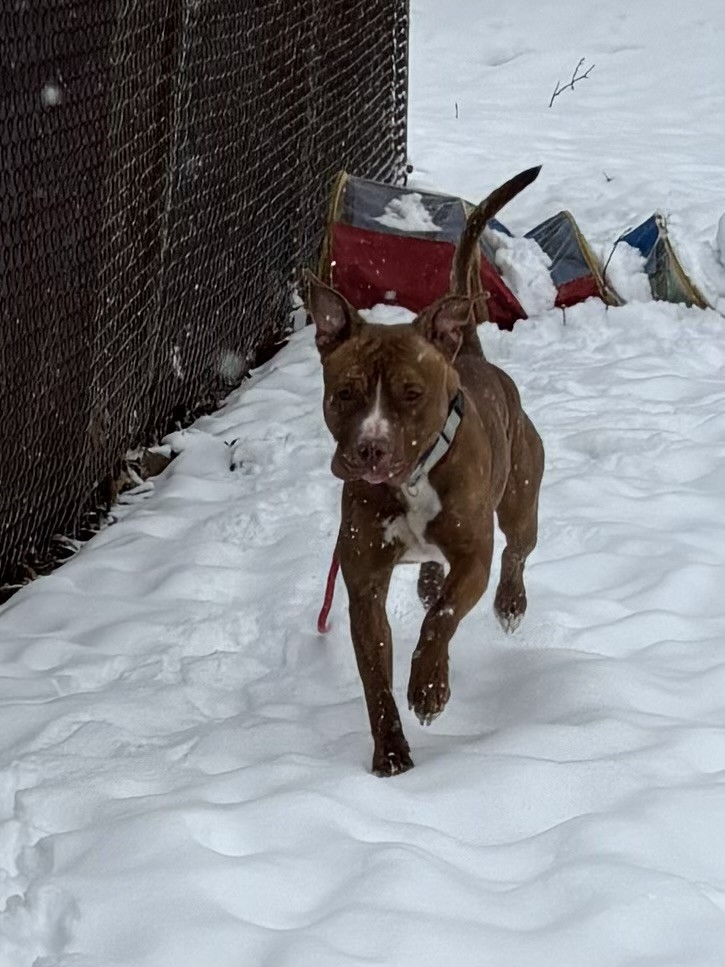 Dog Adoption Services | Pennsylvania