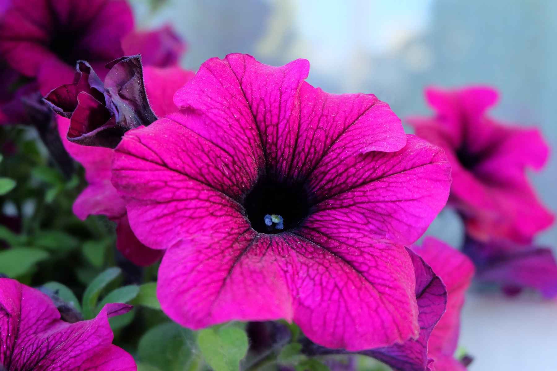 What Plants Do Well in Ontario?