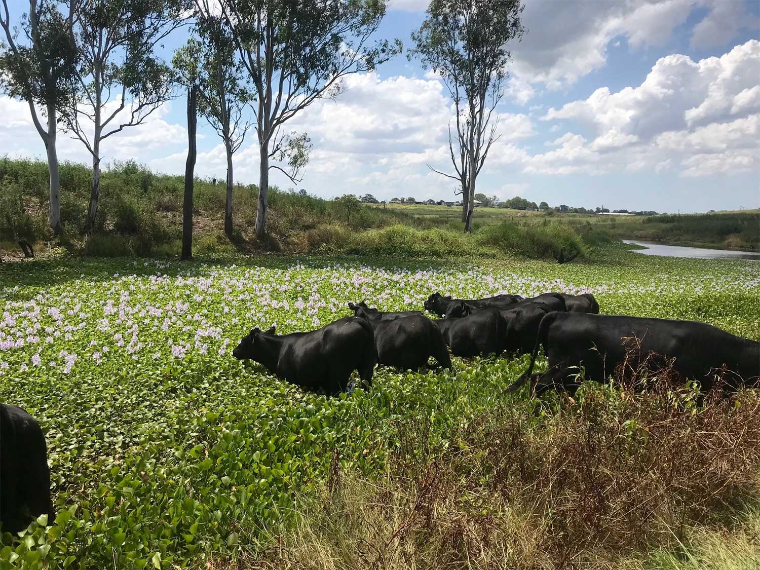 Cochrane Angus - Jimboomba, QLD - Semen & Embryos