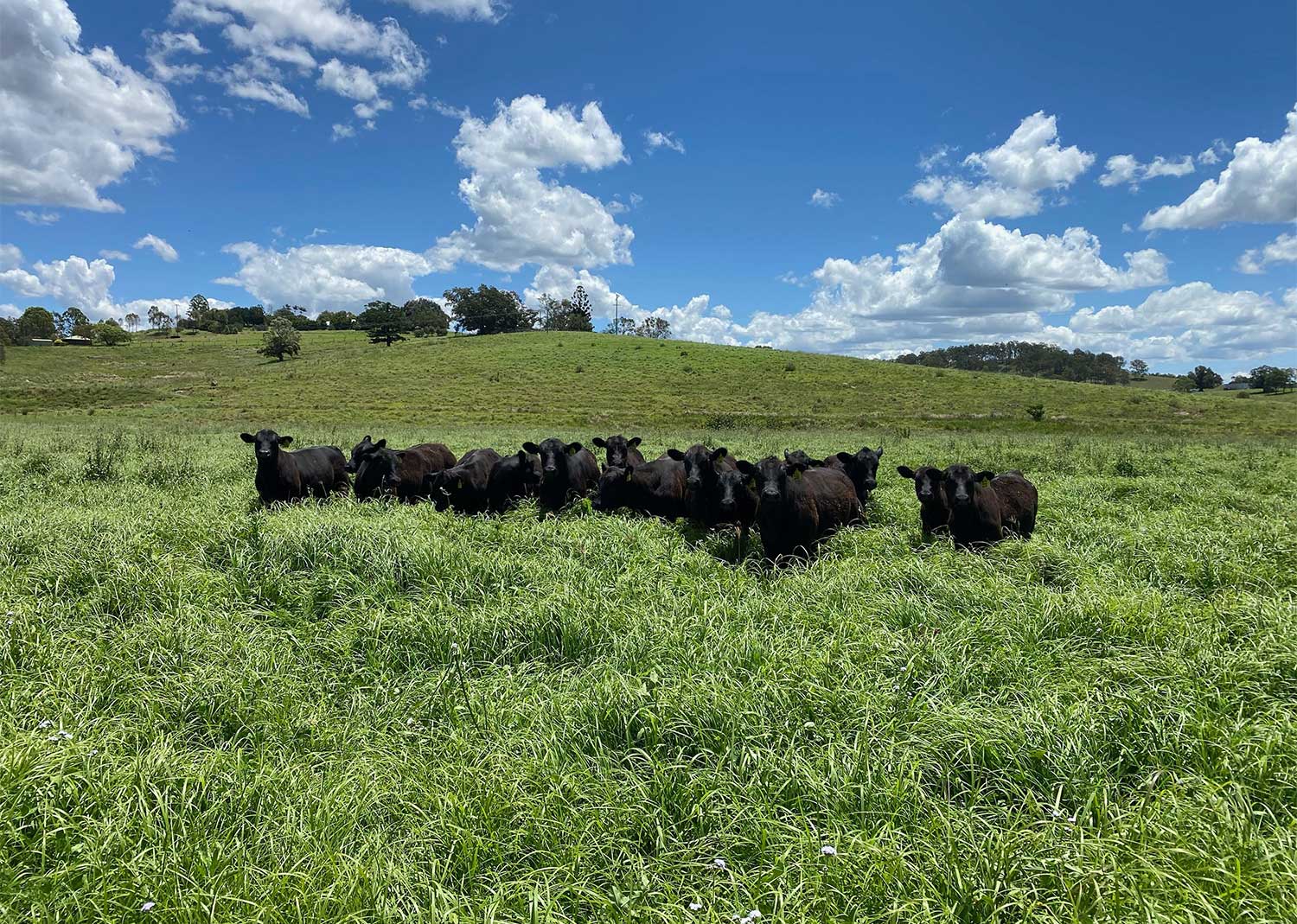 Cochrane Angus - Jimboomba, QLD - Semen & Embryos