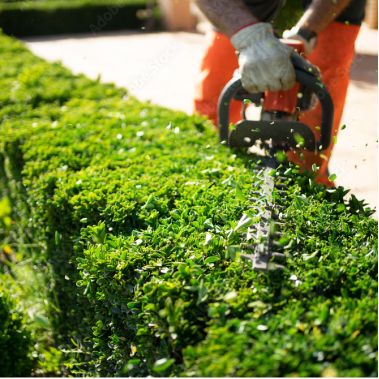 CBL Tree Service | Certified Arborists | Trusted Tree Removal Experts