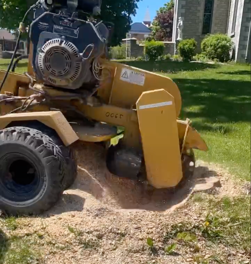 CBL Tree Service | Certified Arborists | Trusted Tree Removal Experts