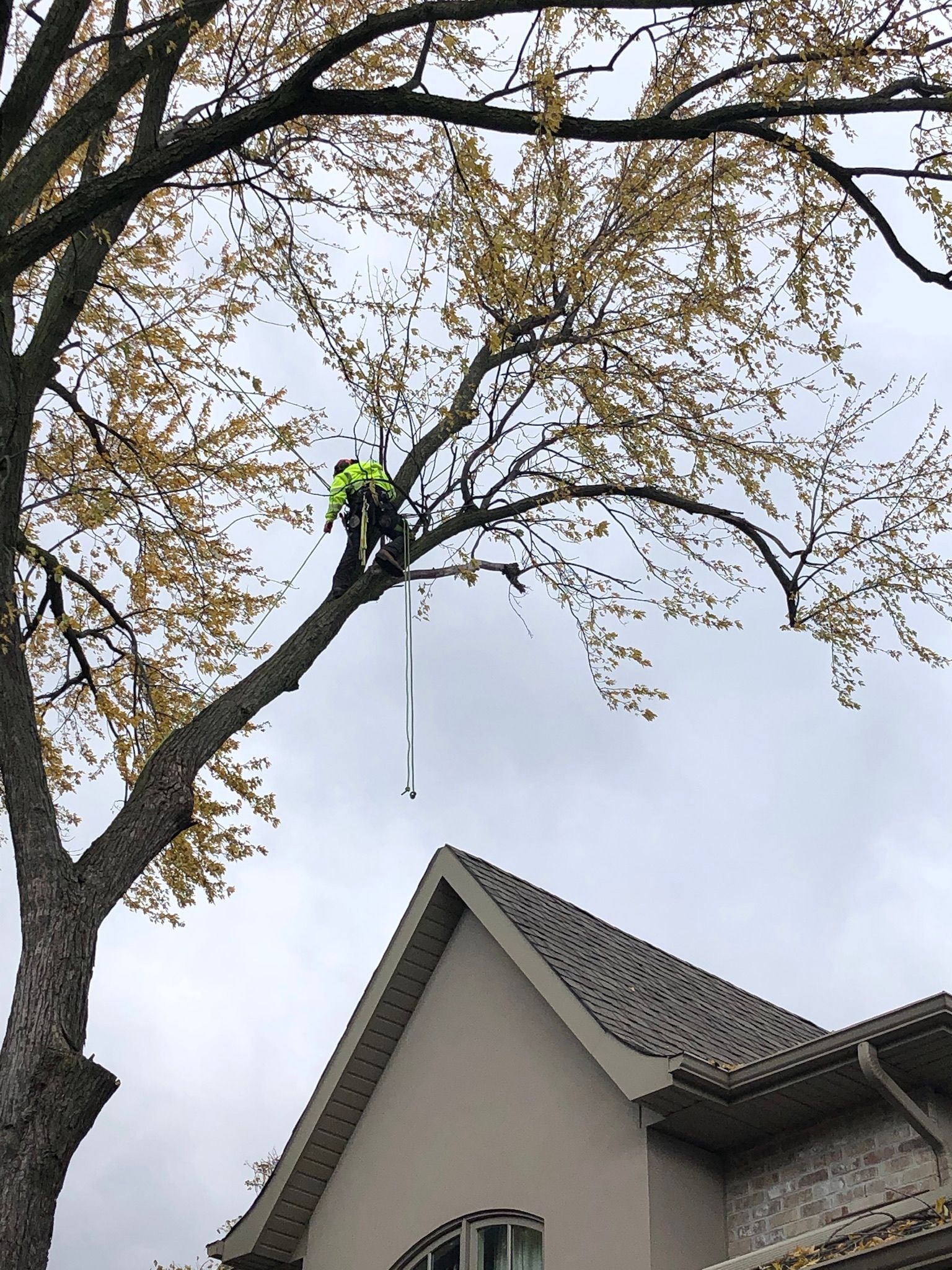 Apsley | CBL Tree Service | Certified Arborists | Trusted Tree Removal ...