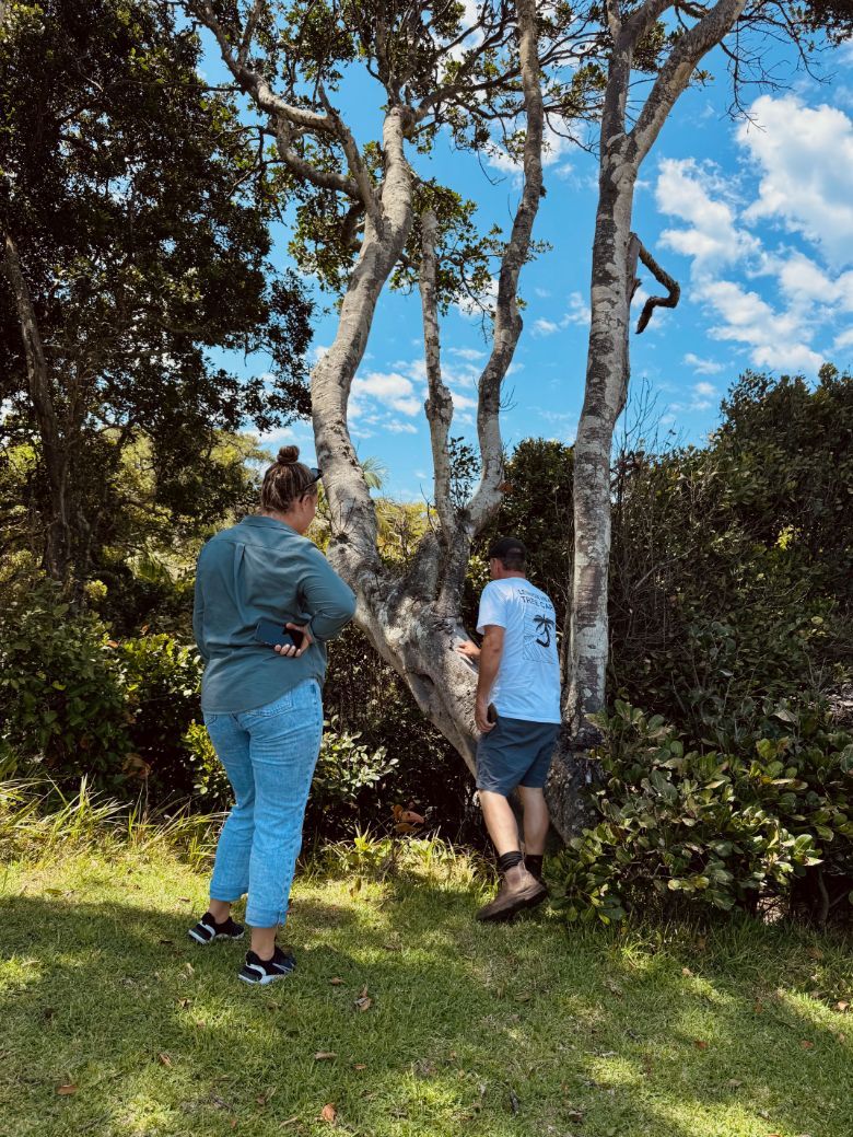 Our Previous Work | Lennox Head Tree Care