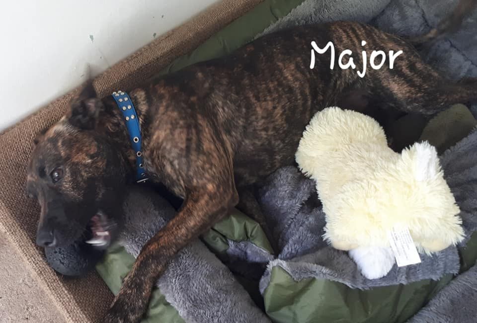 Spring Creek Pet Boarding | Cat & Dog Boarding in the Lockyer Valley