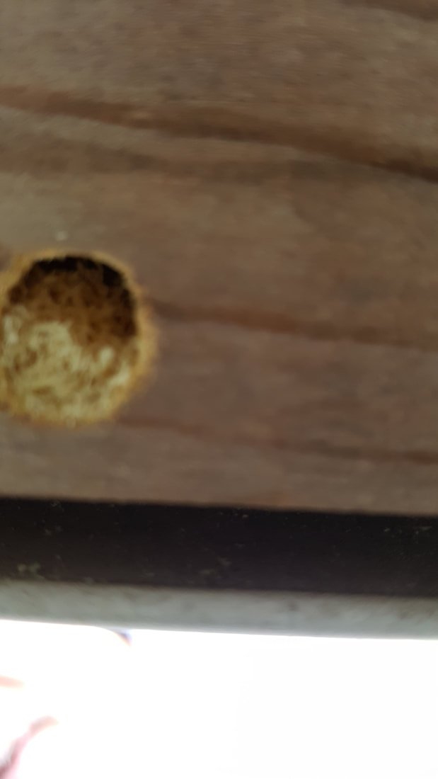 Know Your Bees - Complete Bee Removal