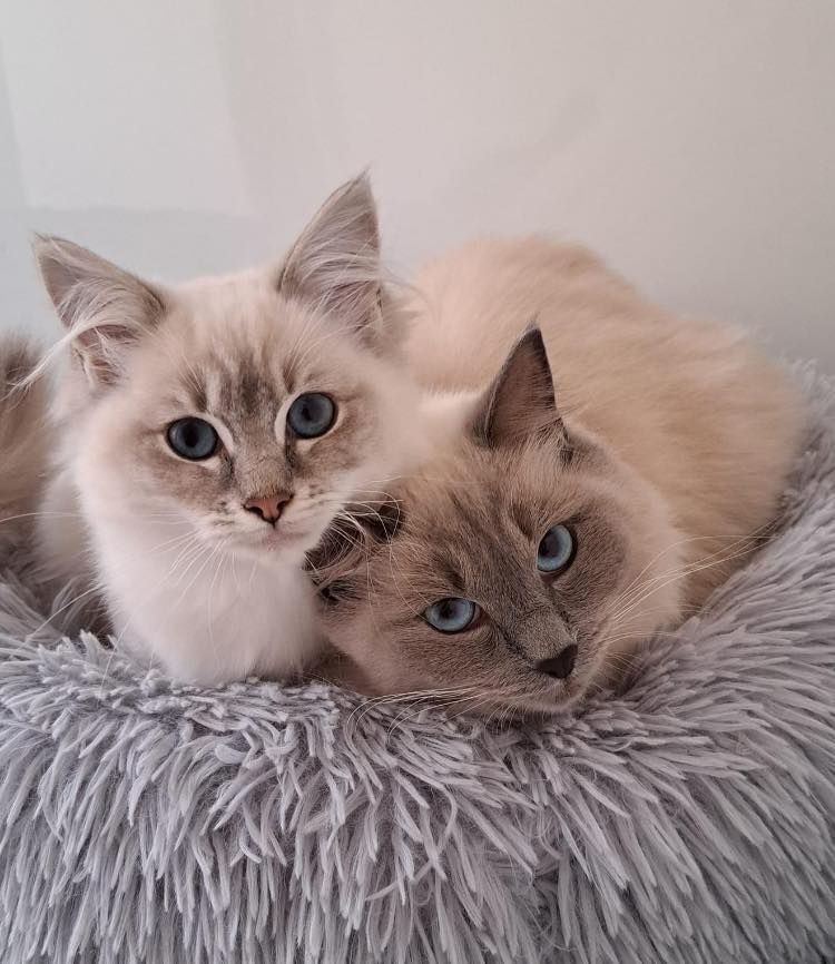 Exceptional Cattery & Boarding in Flore | Cloverlea Cattery