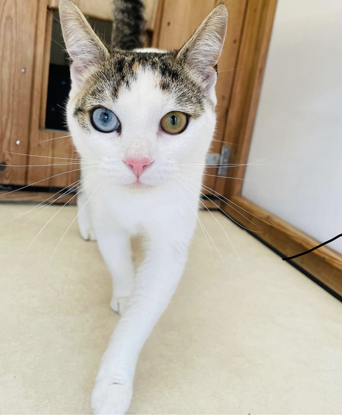 Exceptional Cattery & Boarding in Flore | Cloverlea Cattery