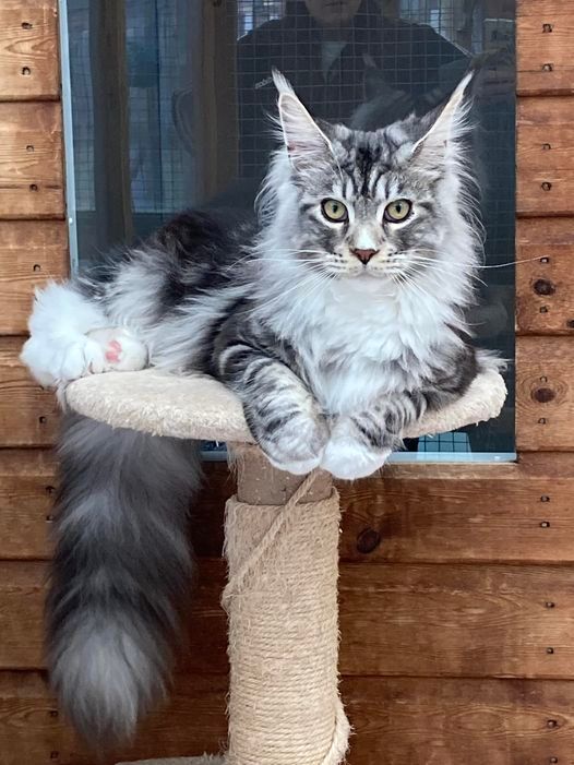 Exceptional Cattery & Boarding in Flore | Cloverlea Cattery